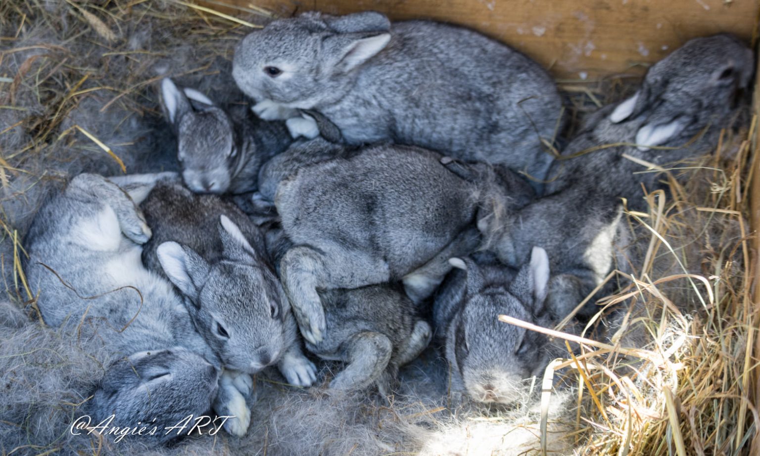 An Introduction to The American Chinchilla - Countryside